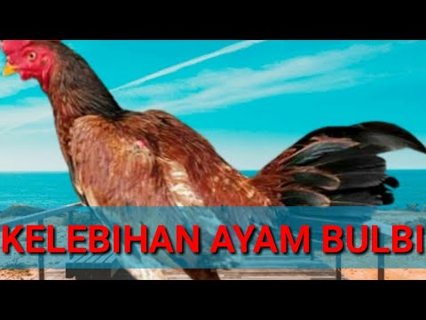KELEBIHAN AYAM BULBI