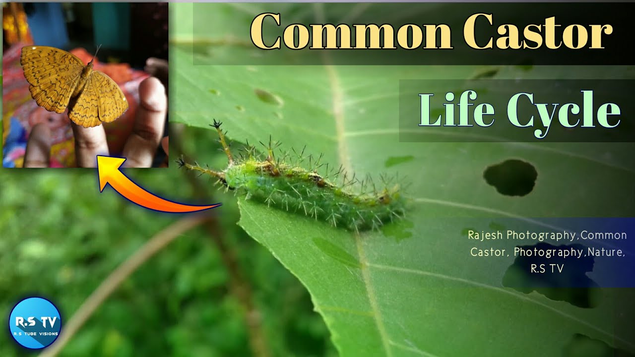 Common Castor Butterfly Life Cycle ||. 15 Days life cycle || common ...