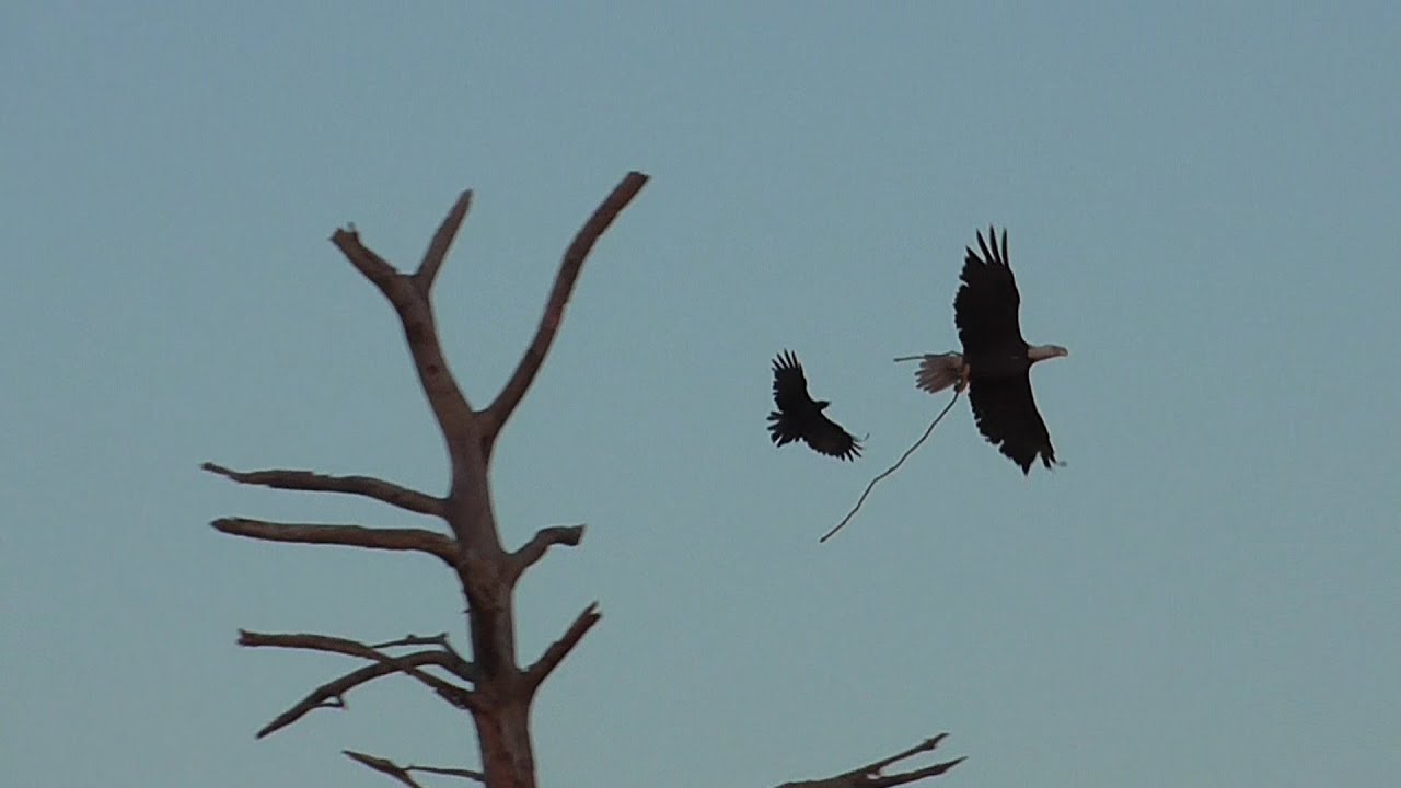 SWFL Eagles_Branch Delivery 2 & 3 Despite Crows~Hearts Stir At Blue Jay ...