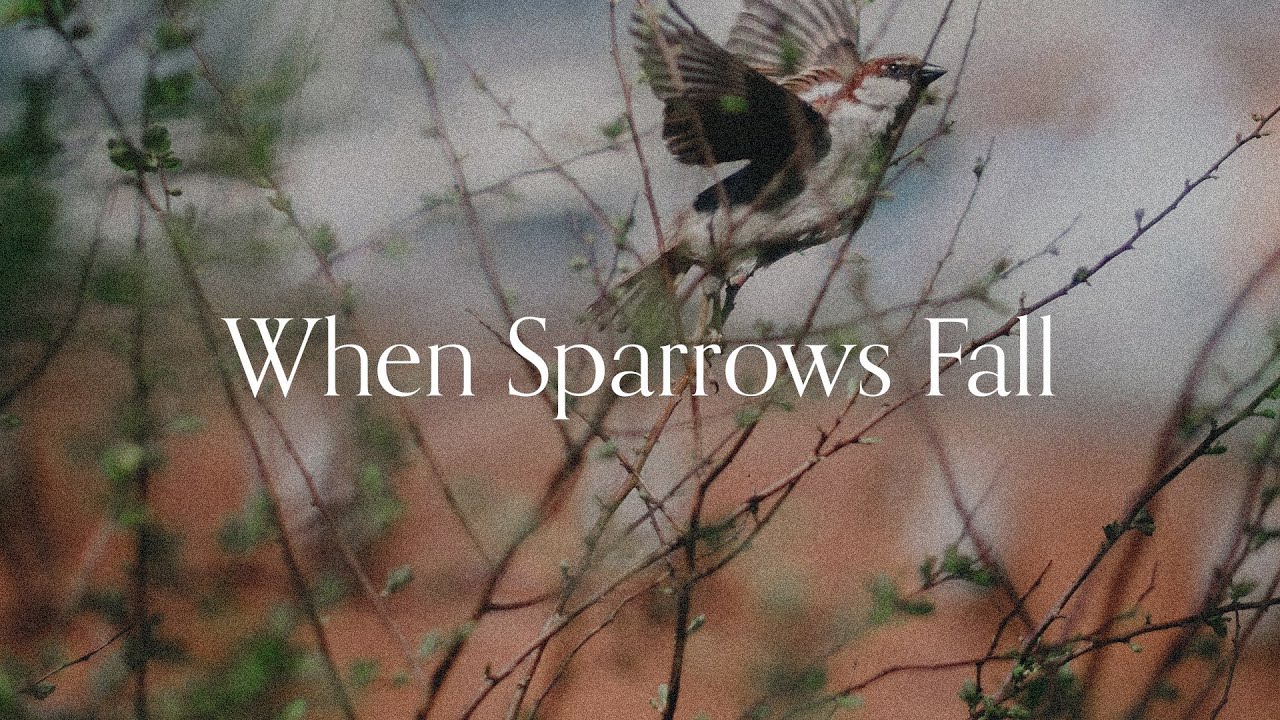 When Sparrows Fall - YouTube