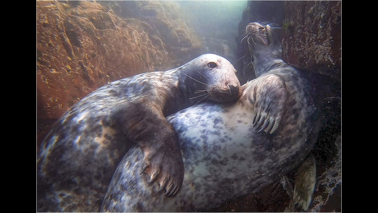 A long amazing seal interaction in the Farne Islands - YouTube