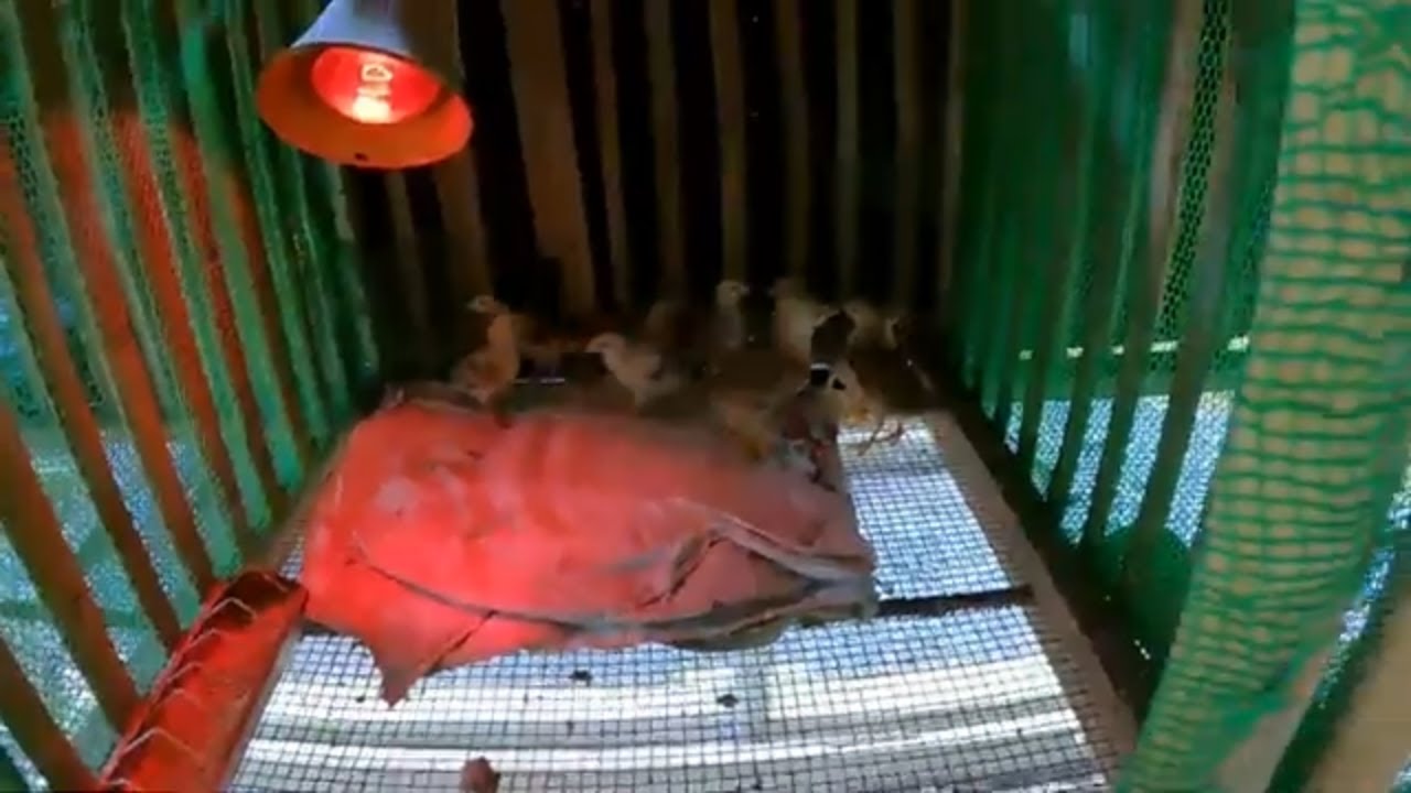 It's Friday end of the week Animal Update - Exploding Eggs - YouTube
