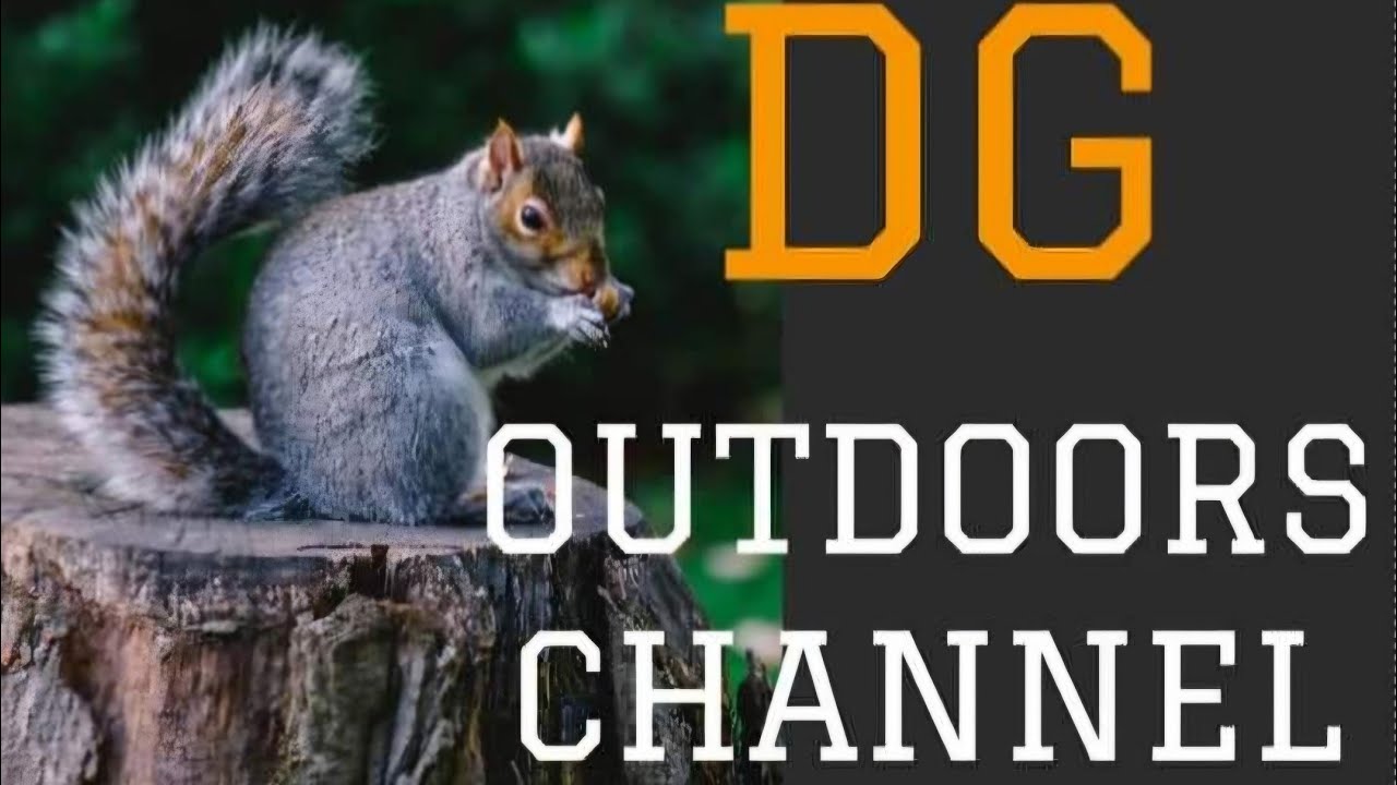 Looking for Squirrels (Squirrel Scouting) - YouTube