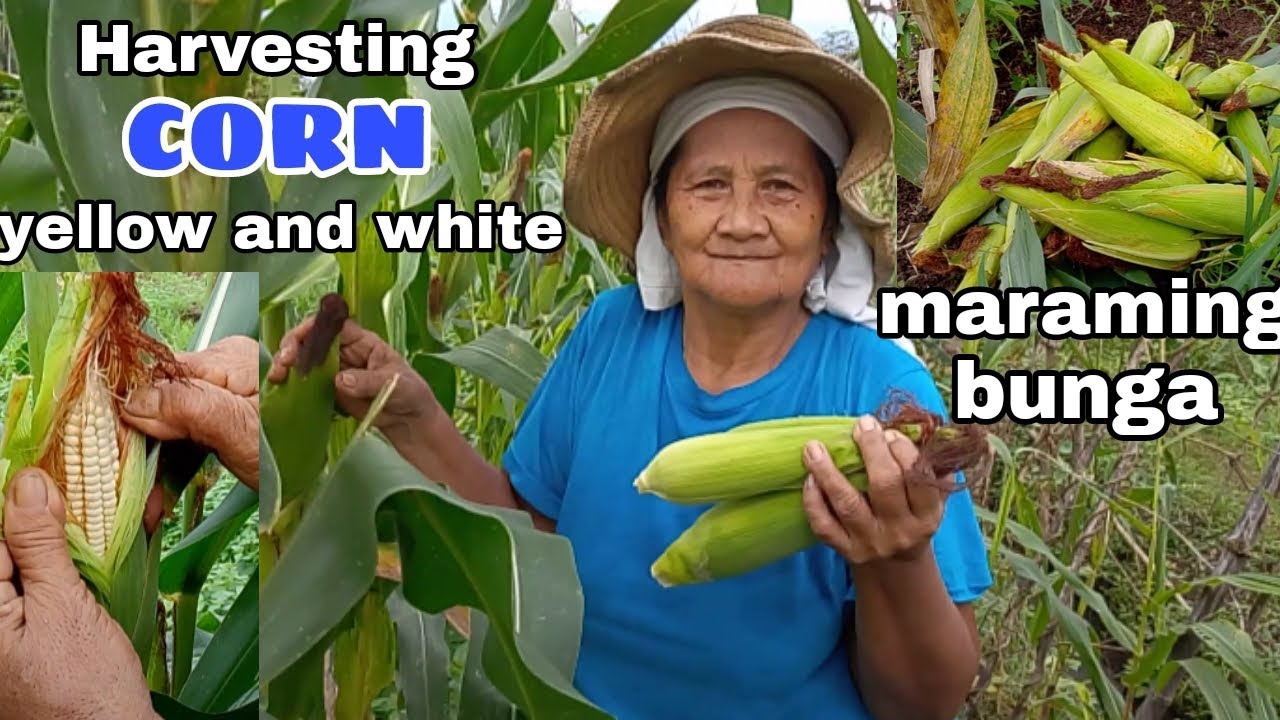 NAG-HARVEST KAMI NG MAIS NA PUTI AT DILAW - HARVESTING CORN - YouTube