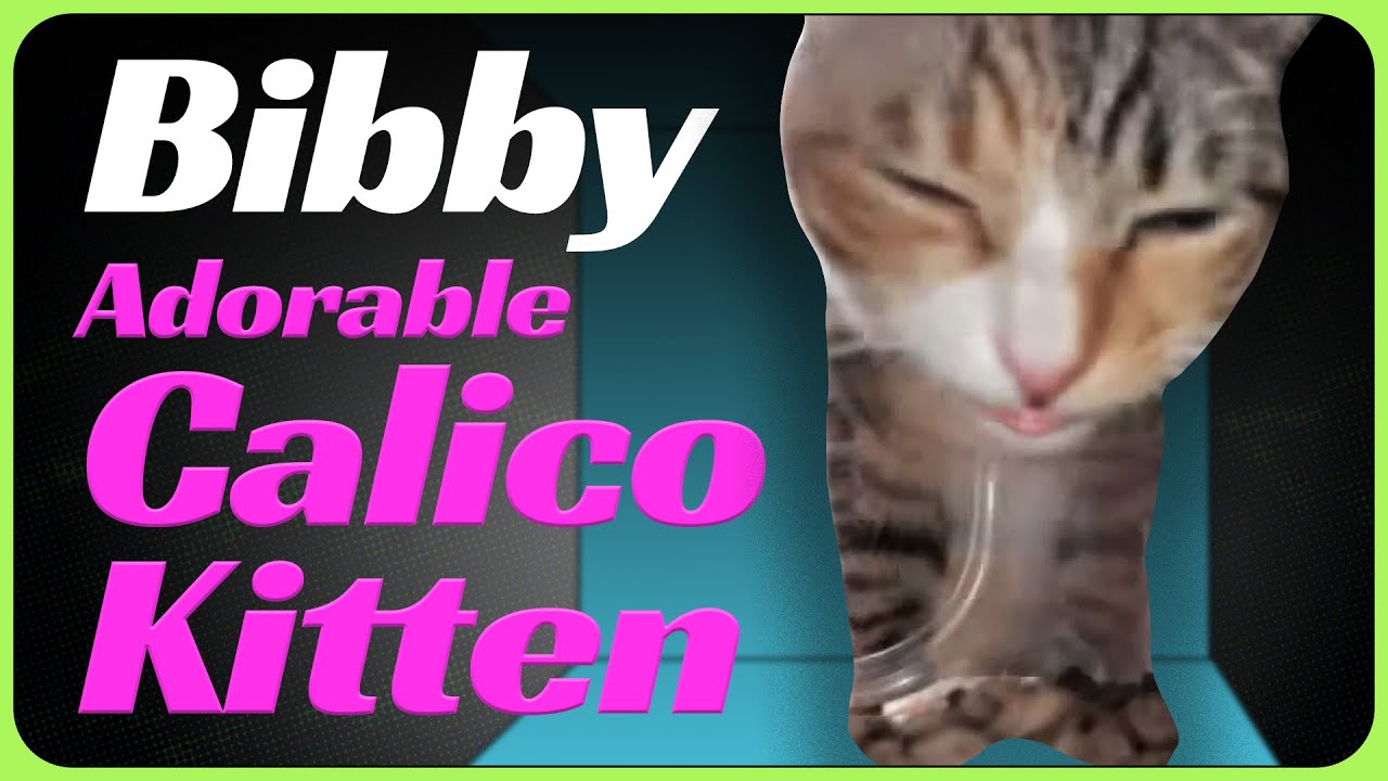 The Sweet Kitten Bibby is Back at Ms. Dress Feeder! 12 Hours Cute Cats ...