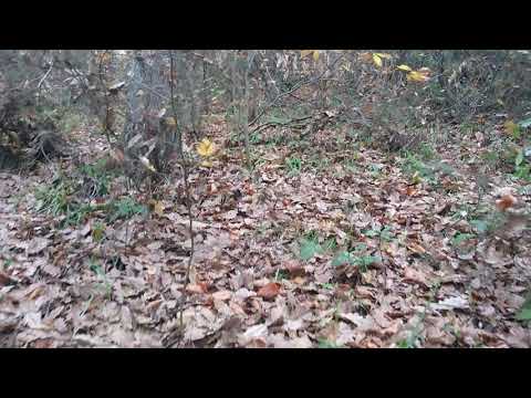 Börteçine's Absinth çulluk avı / Woodcock hunting
