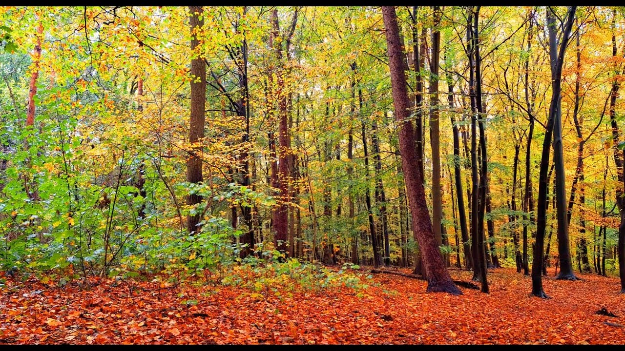 4K Autumn Forest | Autumn Rain | Bird Singing | Nature Video 🌧️ | Relax ...