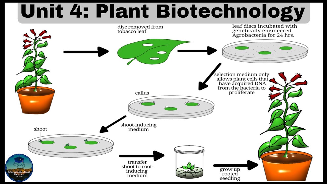 Unit 4: Plant Biotechnology - Biotechnology Lectures - Microbiology ...