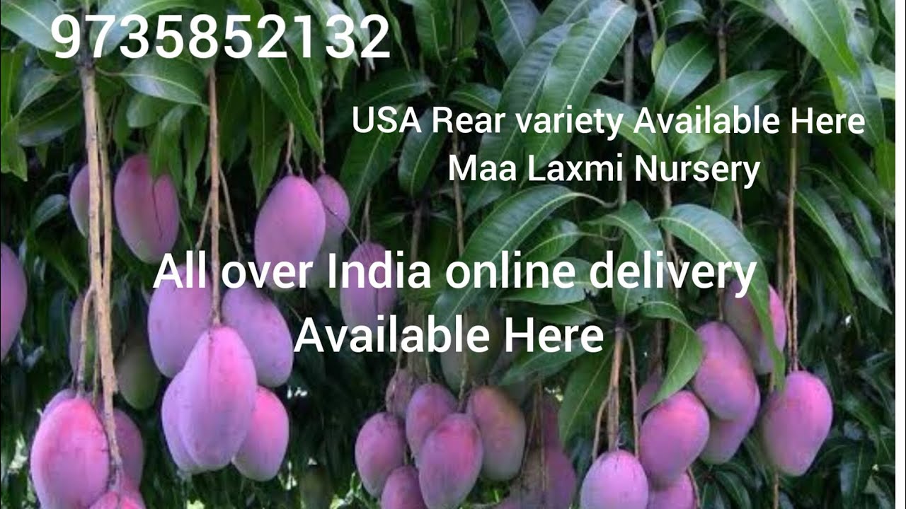 USA important Mango variety Available | Maa Laxmi Nursery| #original # ...