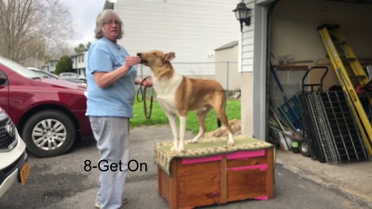 Hedwig Novice Trick Dog Final - YouTube