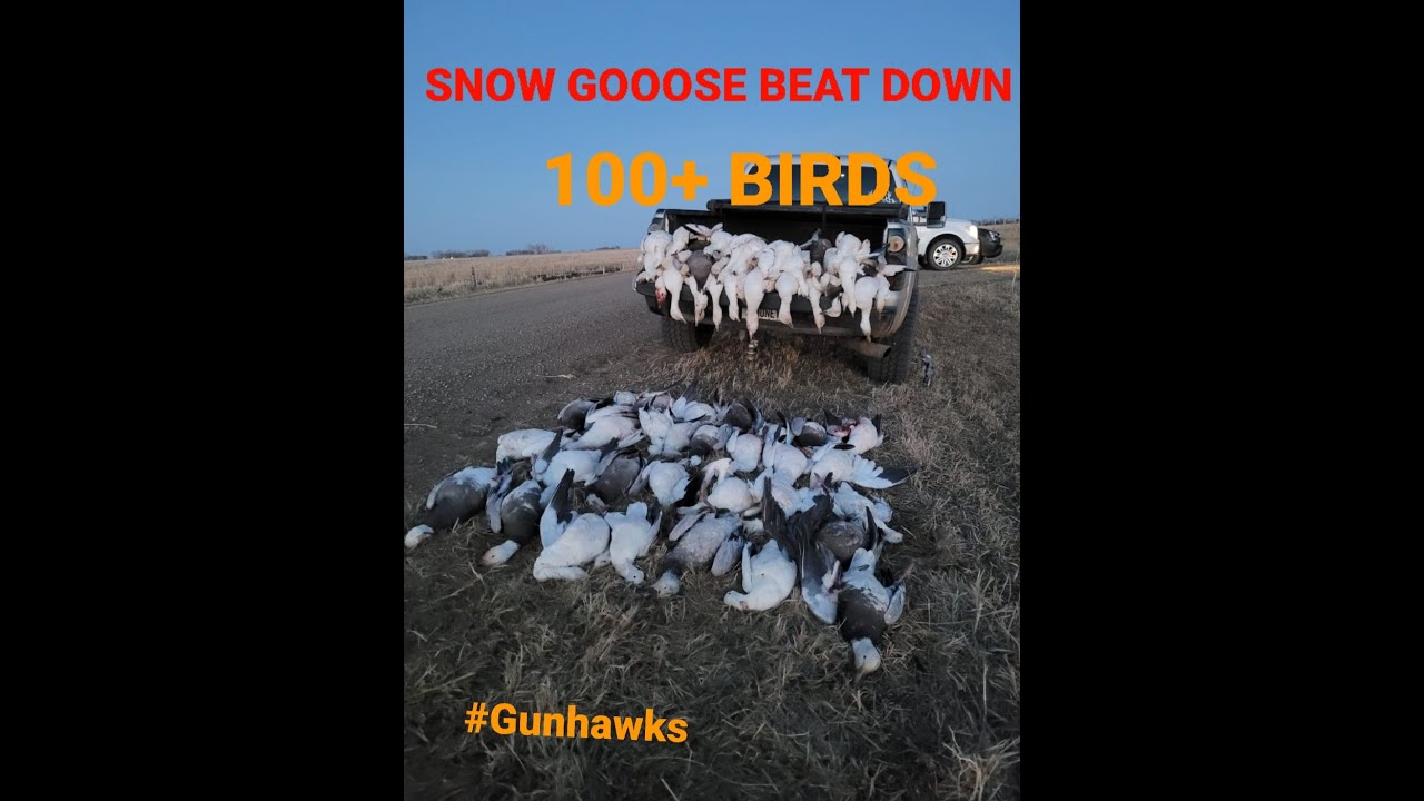 MASSIVE SNOW GOOSE LOAF SNEAK (100+ BIRDS) SOUTH DAKOTA - YouTube