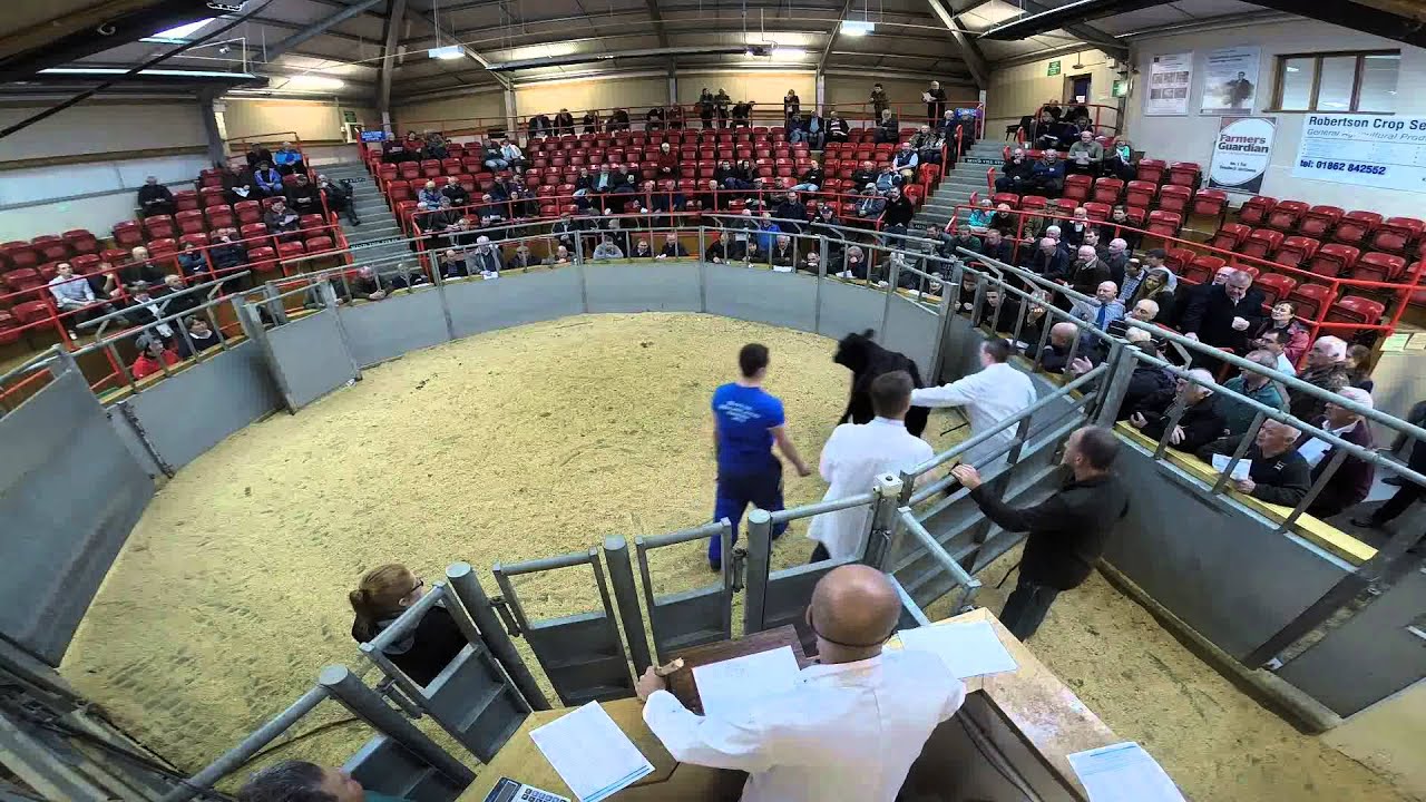 Dingwall & Highland Marts Ltd - 1st District Ballot Sale - 07/10/2015 ...