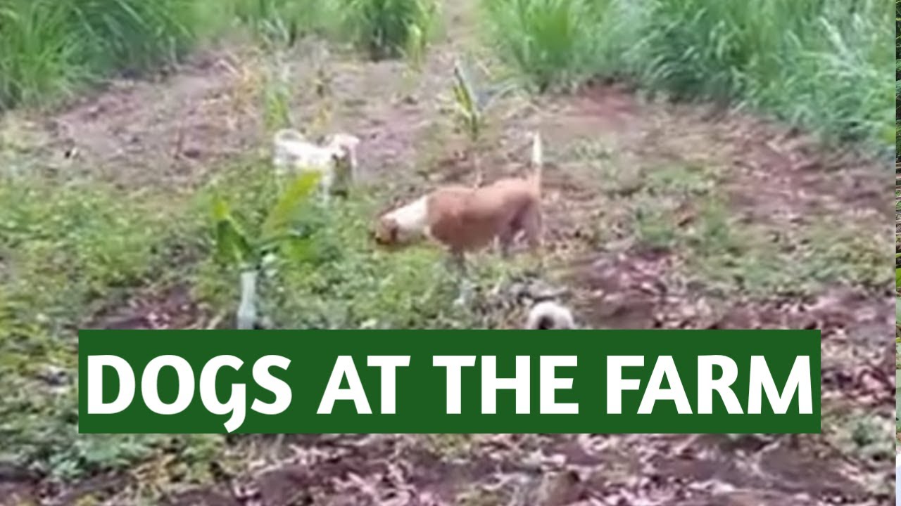 Dogs Strolling at the Farm - YouTube