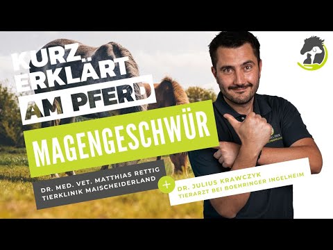 MAGENGESCHWÜRE - Symptome, Diagnose und Behandlung. Kurz erklärt am Pferd!