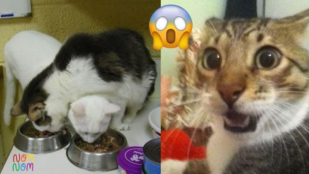 FUNNY, LOVELY, AMUSING CATS (Birman, Bombay, Chausie, American Bobtail ...