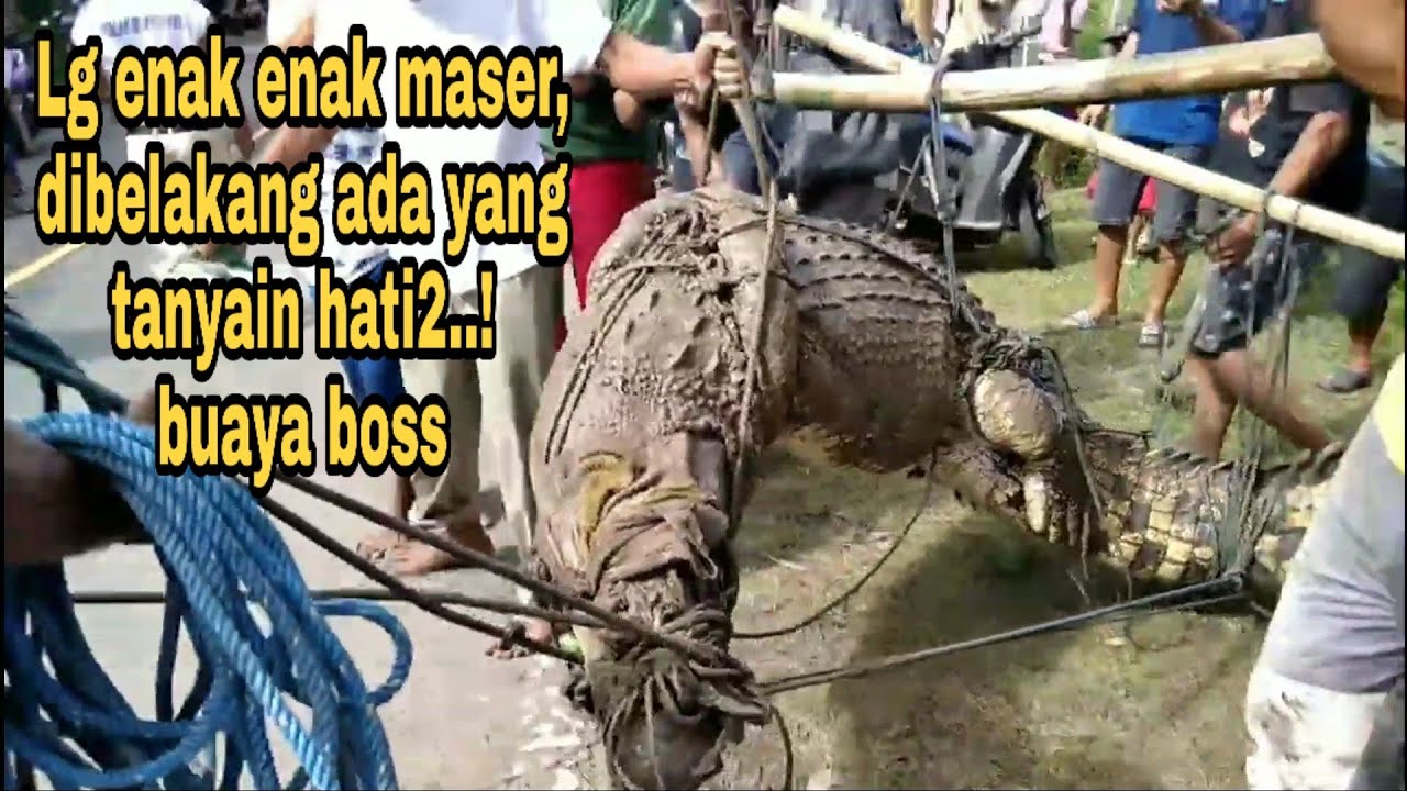 paser mania || menegangkan penangkapan buaya di spot barramundi, paser ...