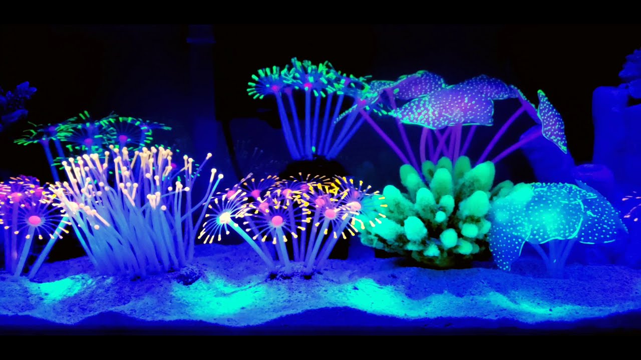 Nemo LED Glowing Aquarium Fish Tank - YouTube