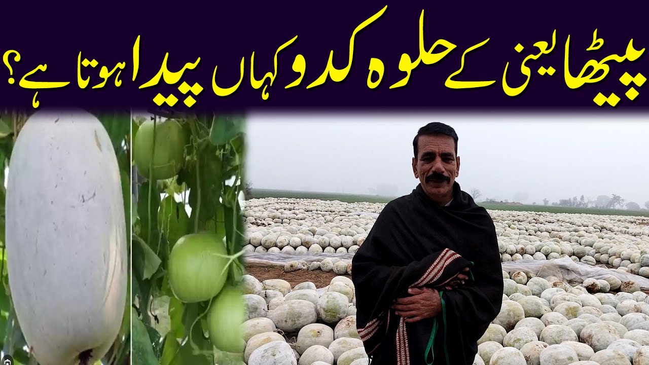 Petha (Pumpkin) Ka Halwa Kesy Tayar Hota Ha Or Pumpkin (petha) Kahan Or ...