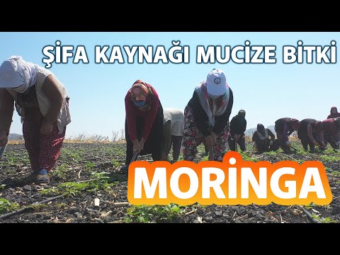 Şifa Kaynağı Mucize Bitki: Moringa - Akdeniz'de Tarım