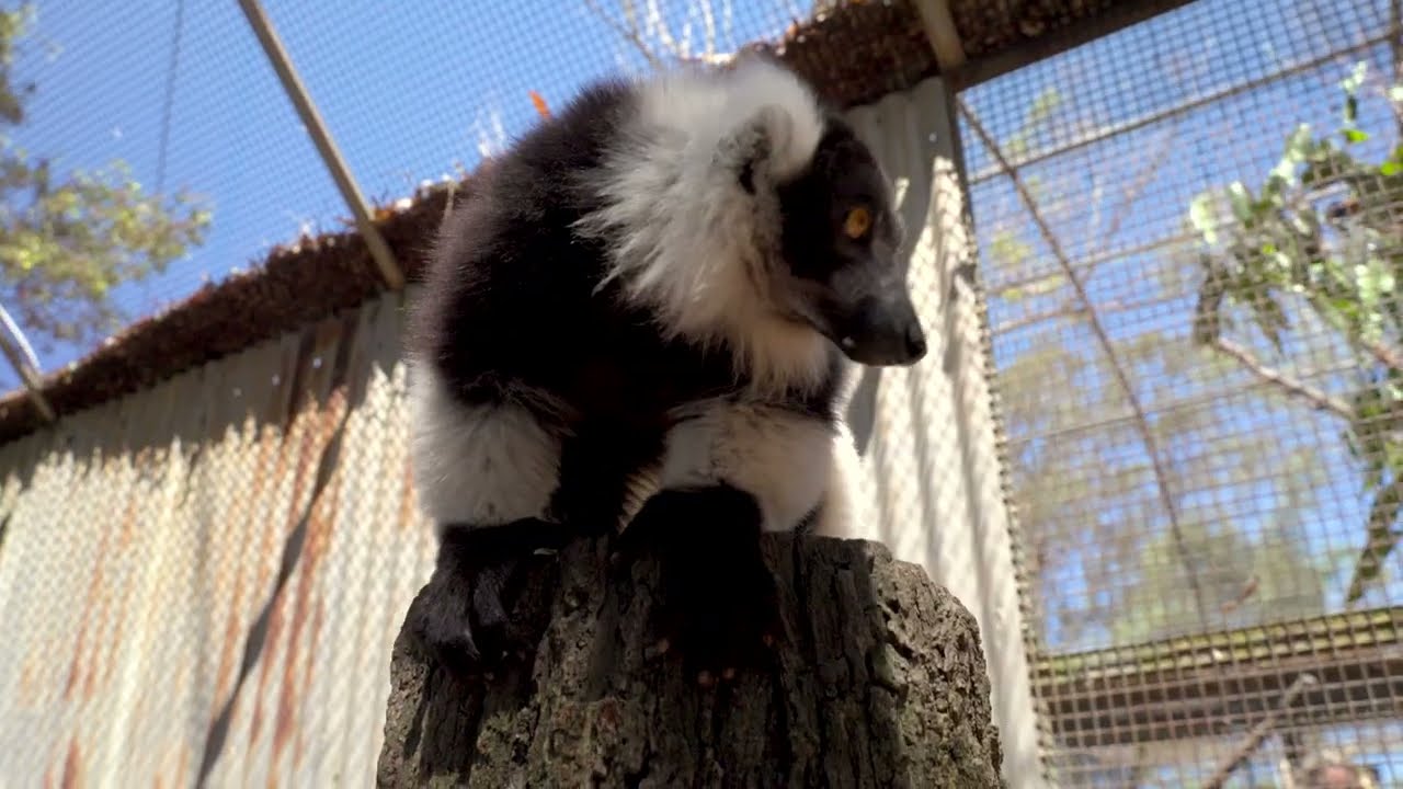 Lemur Encounter at Hunter Valley Wildlife Park - YouTube