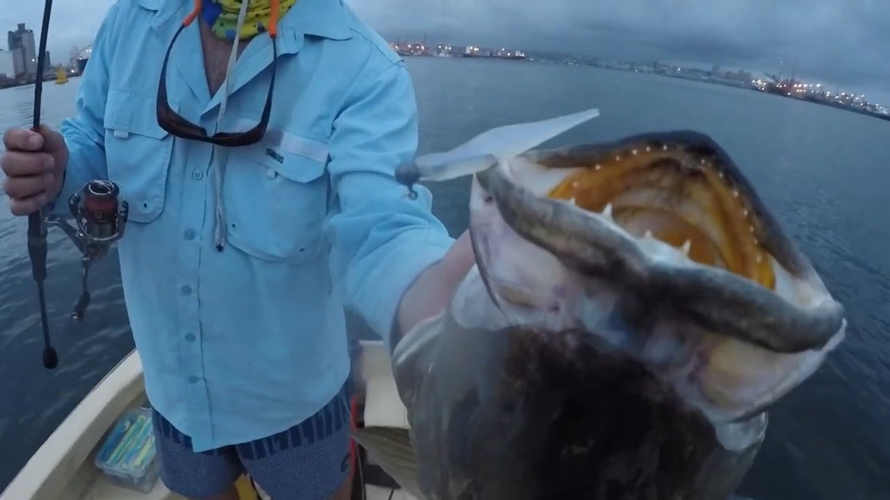 GIANT FISH caught Fishing Durban Harbour - YouTube
