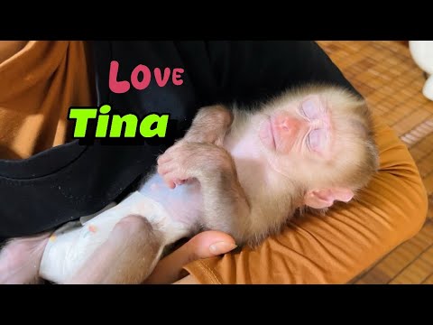 Baby monkey Tina has trouble sleeping. Mom sang lullabies to help Tina ...