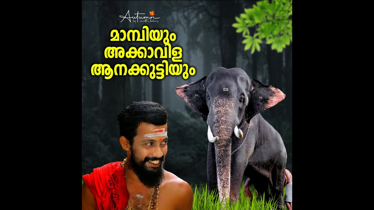 മാമ്പിയും അക്കാവിള ആനക്കുട്ടിയും. #akkavilavishnunarayanan #mambi # ...