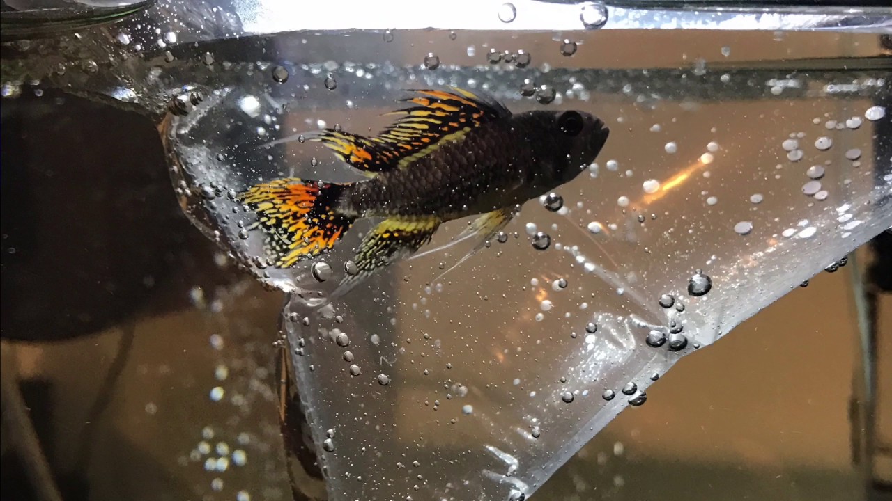 NEW FISH! Cockatoo cichlid (Apistogramma cacatuoides) - YouTube