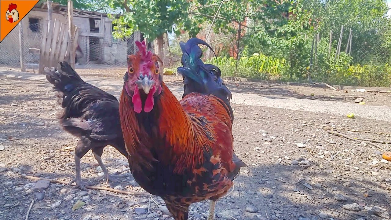 Roosters Crowing Non Stop in the Backyard - Rooster Video - Long Crower ...