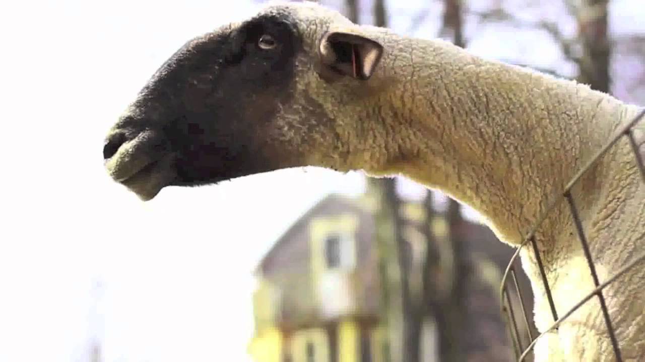 Goats singing Beatbox ! Super Cut Compilation - YouTube
