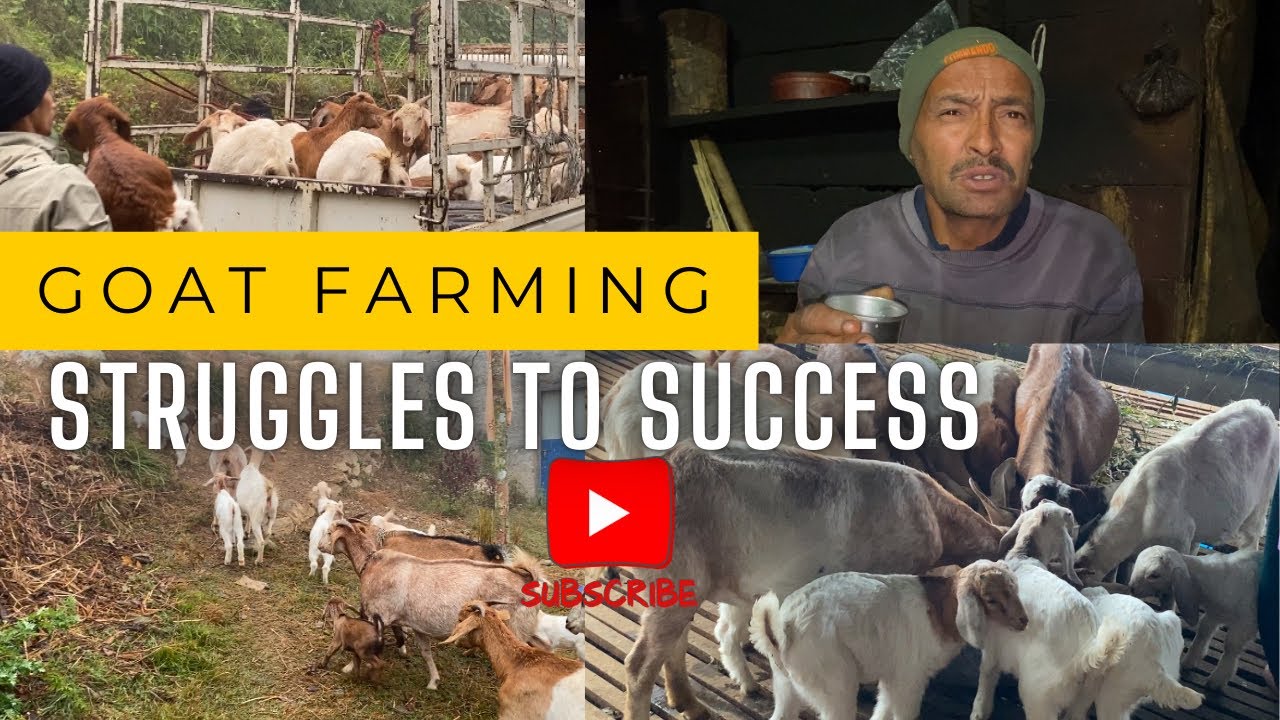 Bakhra Palan in Nepal || Goat Farming: From Struggles to Success ...