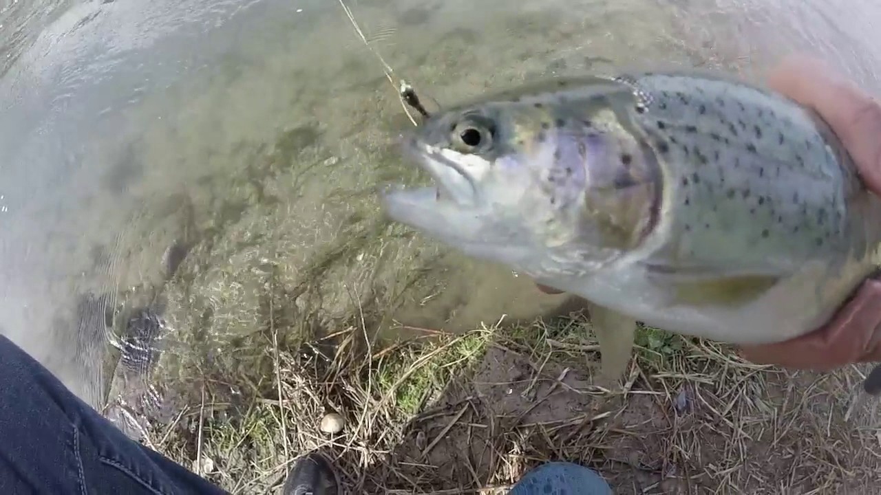 Bernalillo ditch fishing on tenkara - YouTube