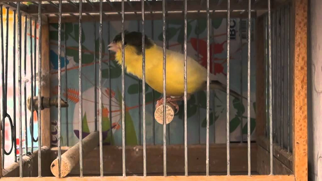 russian canary from kwt كناري روسي - YouTube