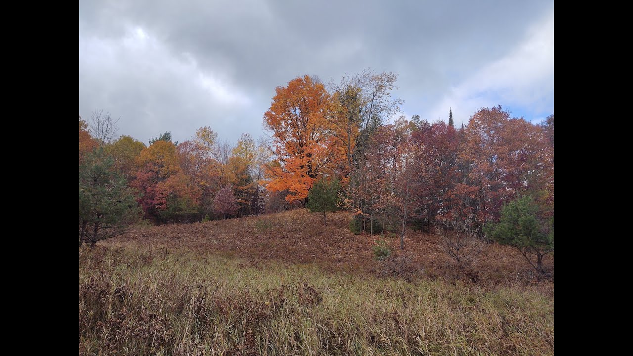 Autumn Woods in Michigan - YouTube