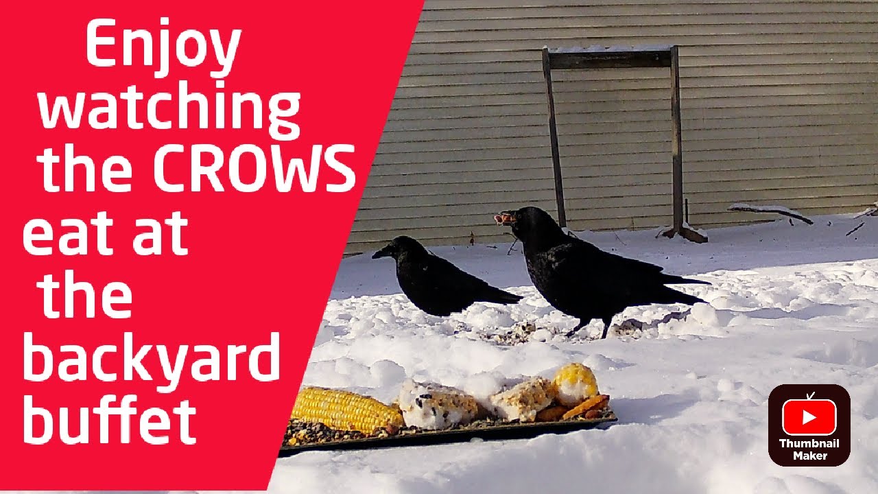 Enjoy watching the crows eat at the backyard buffet. Great video for ...