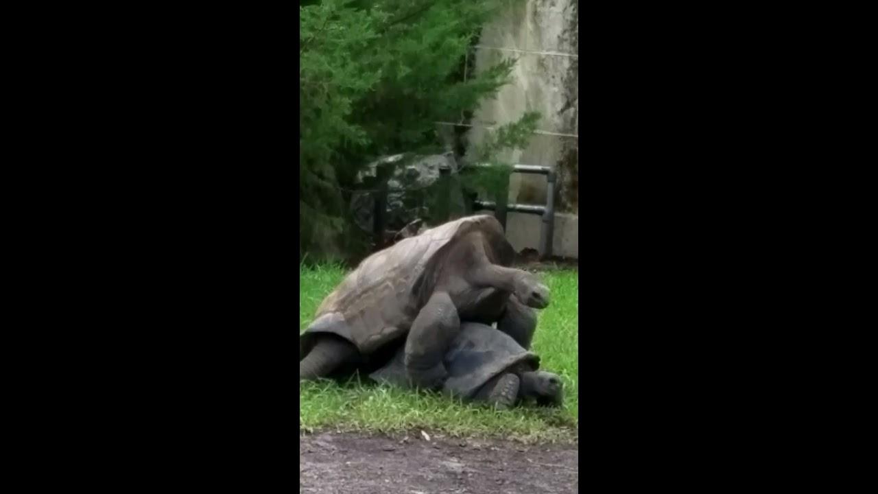 Turtles reproducing at Fort Worth Zoo in Texas - YouTube