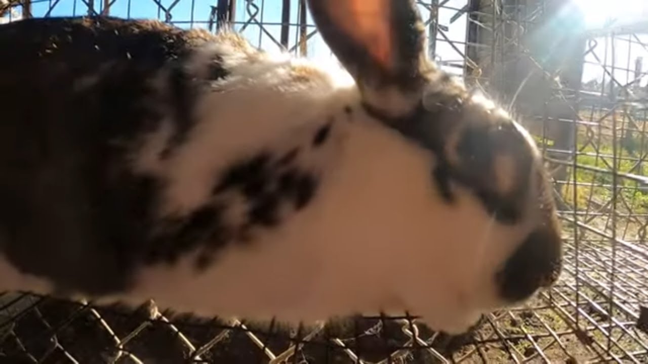 Rabbits 101: Determining Gender and Breeding - YouTube