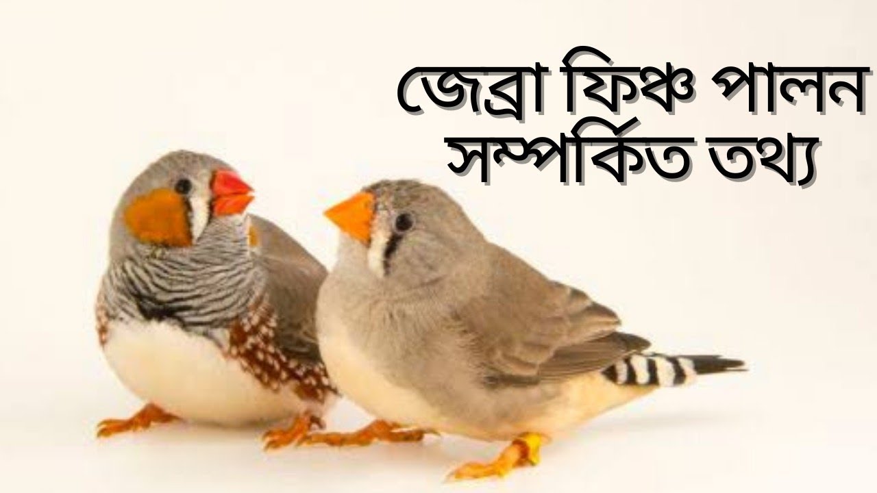 জেব্রা ফিঞ্চ পাখি পালন পদ্ধতি l Zebra Finch rearing l Finch pakhi palon ...