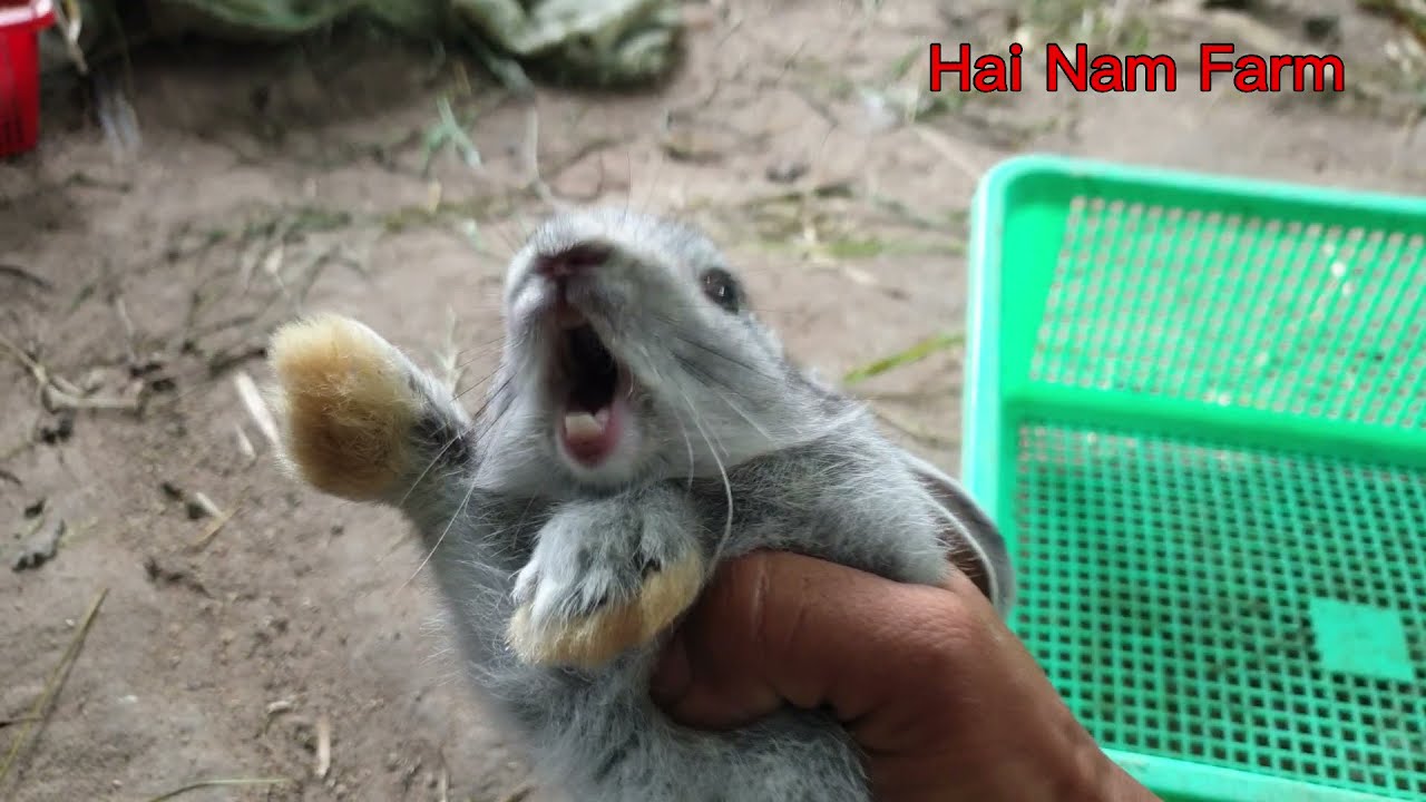 Caught another screaming baby bunny part 1 | scream rabbit | Tiếng thỏ ...