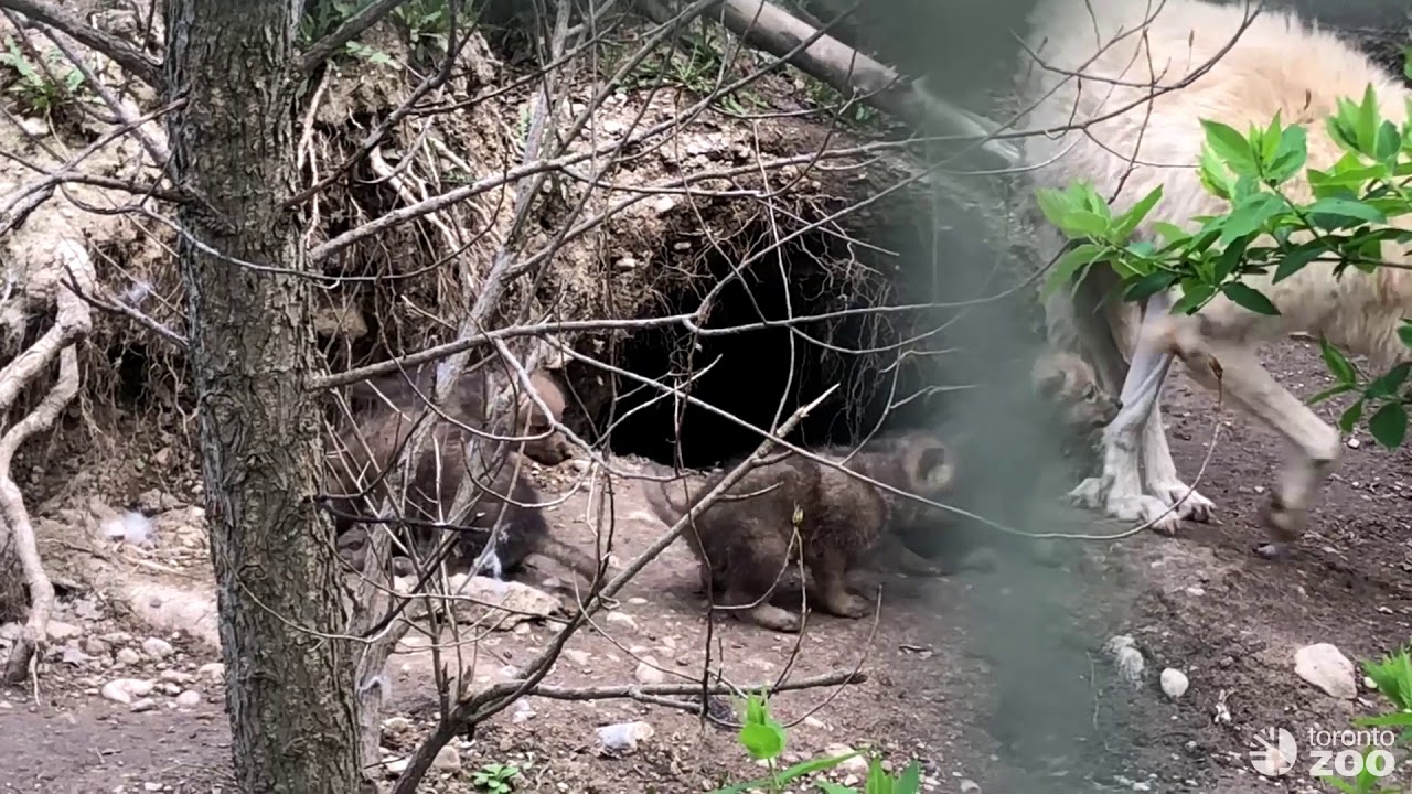 Toronto Zoo Arctic Wolf Pups Spotted! 👀 - YouTube