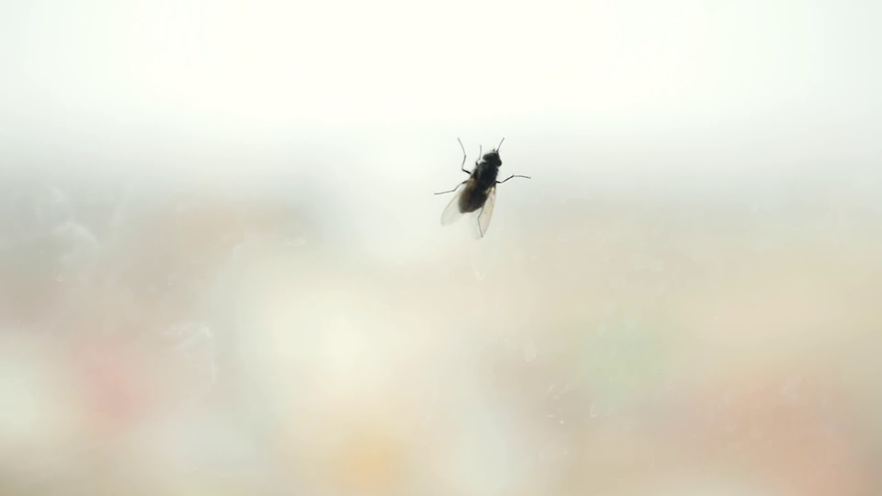 A fly walks on the window in slow motion. Free HD video footage - YouTube