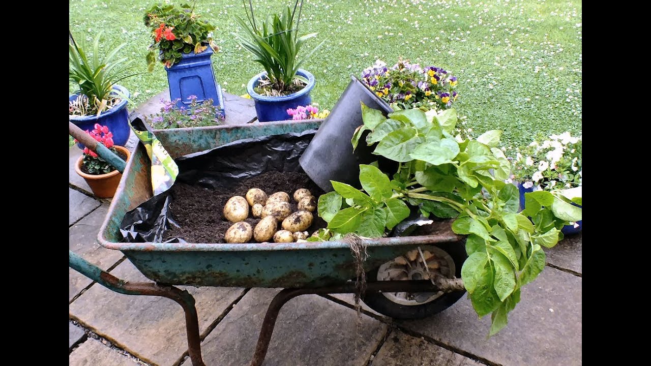 My biggest best potato reveal from a small 10" water bucket. 'Winston ...
