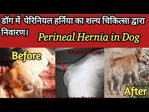 Surgical Management of Perineal hernia in dog| डॉग के पेरिनिअल हर्निया ...