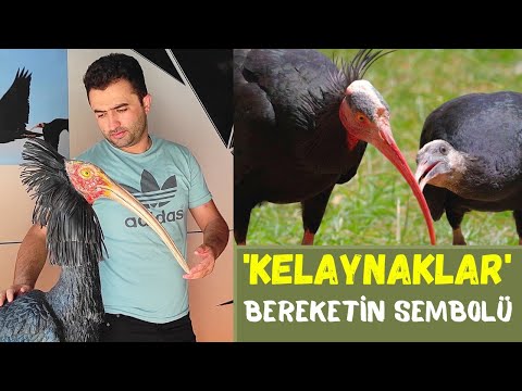Nesli Tükenmekte Olan Dünya Mirası Kelaynak Kuşları @yildizdervis