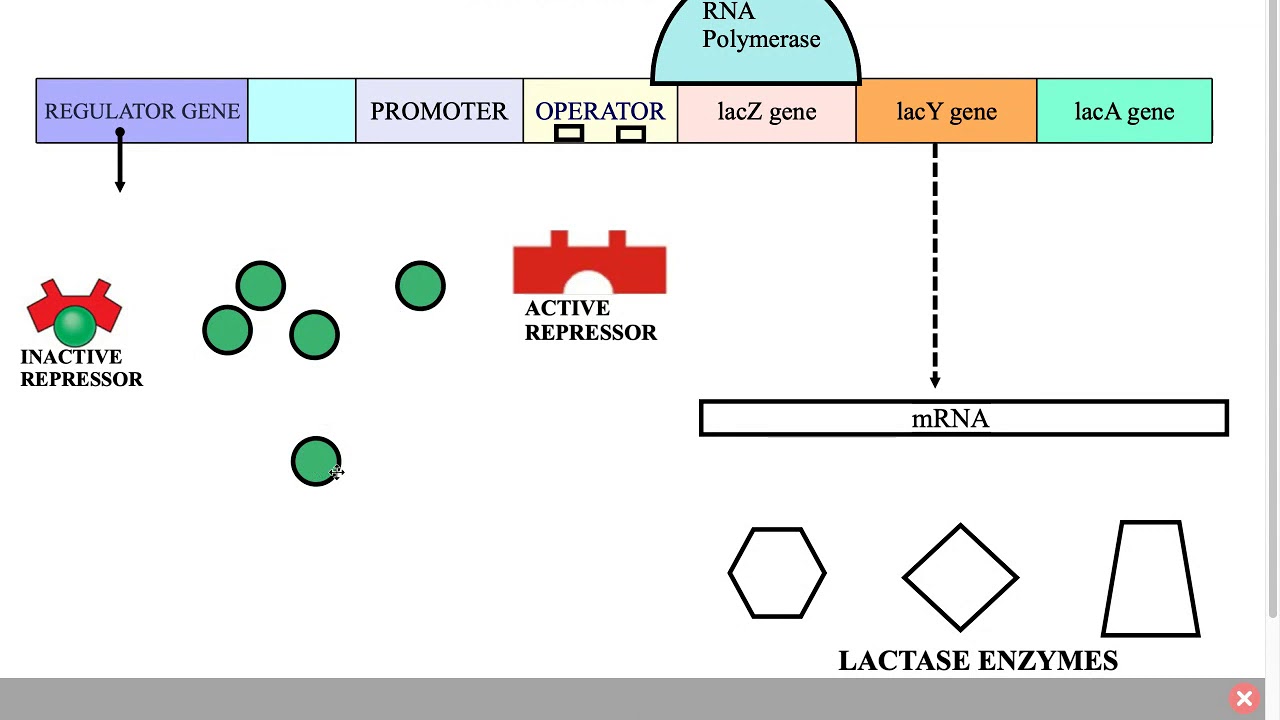VCL 3 1 Gene Regulation Screencast - YouTube