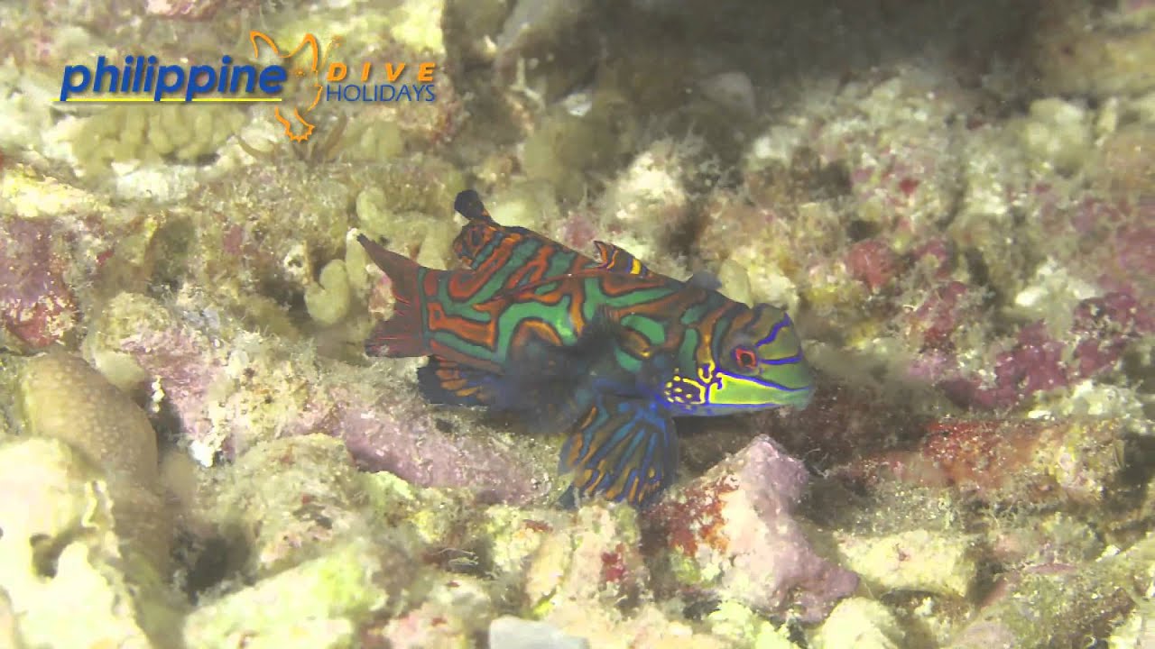 Creatures of the Philippine Sea #15 - Mandarin fish - YouTube