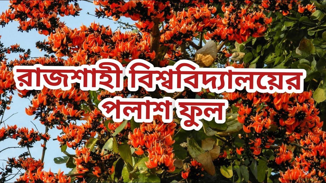 পলাশ ফুল | Polash full | Polash flower | with everything - YouTube