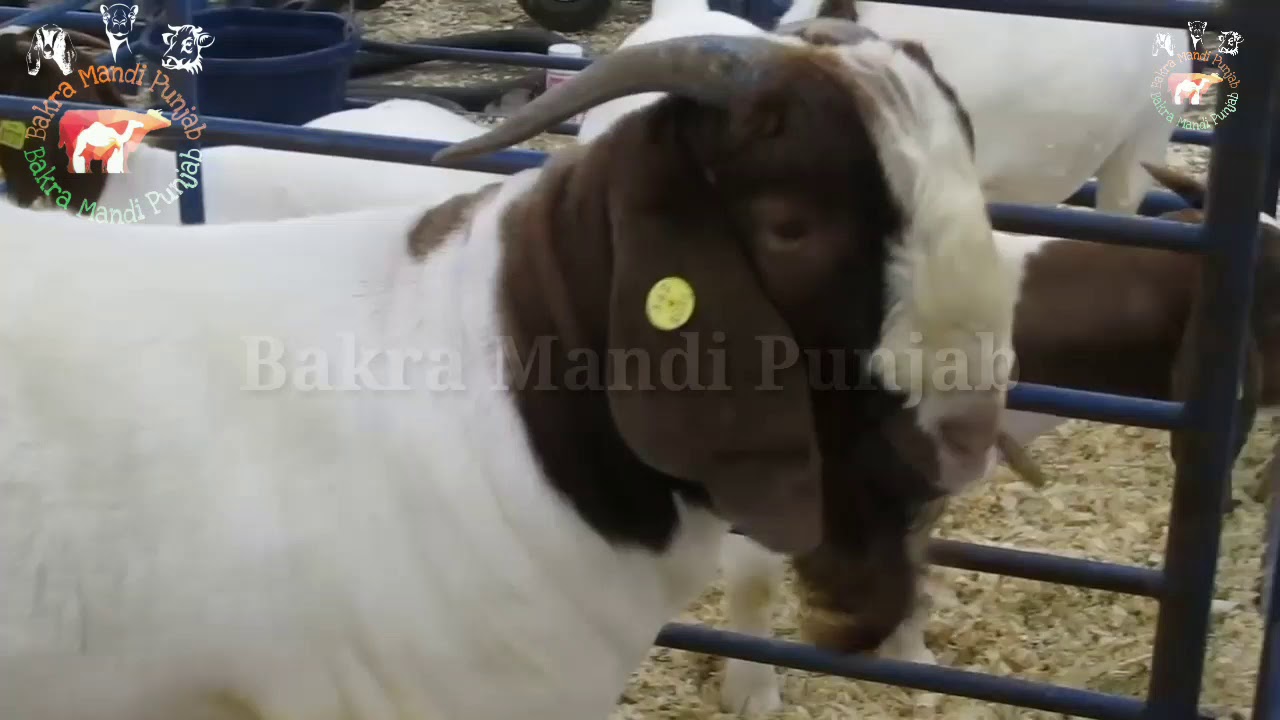 Boer goats South African breed Bakra Mandi Punjab - YouTube