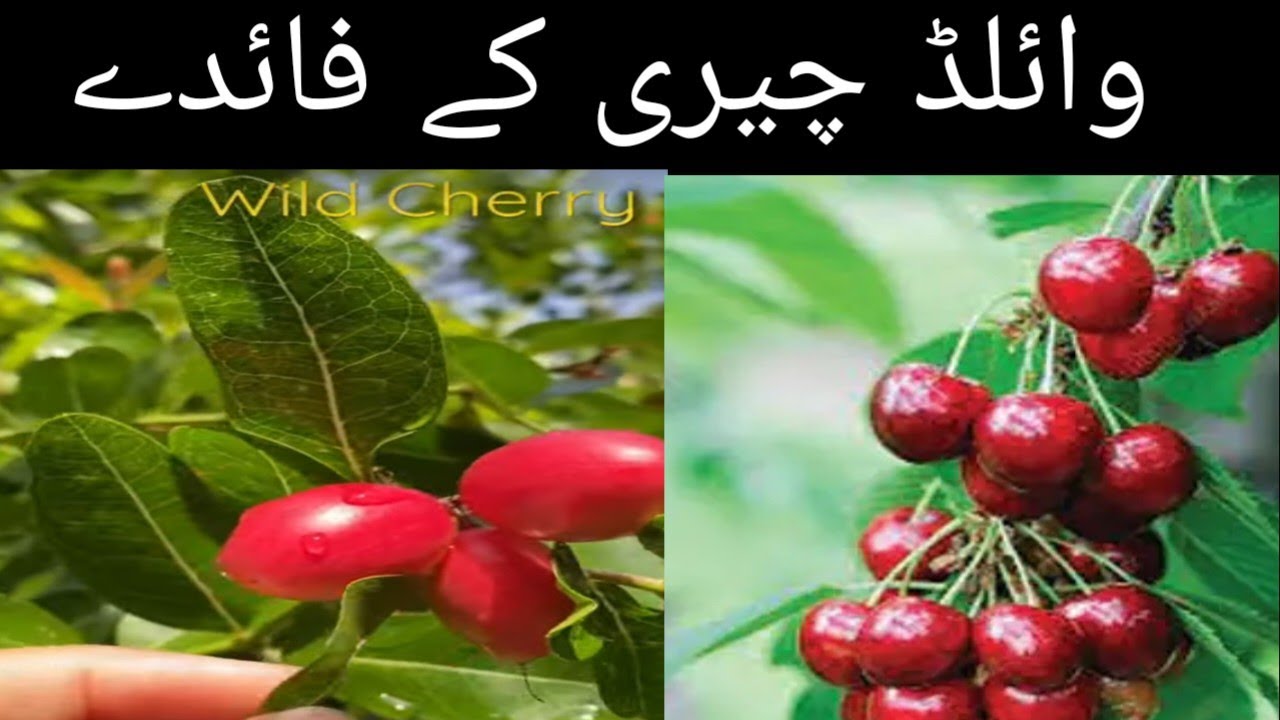 Benefits of Wild Cherry 🍒/Prunus Pudum/Karasia Fruits/aloo Baloo ...