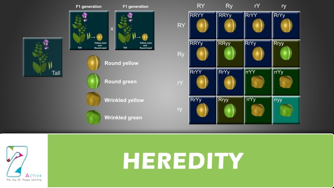 HEREDITY PART 2 - YouTube